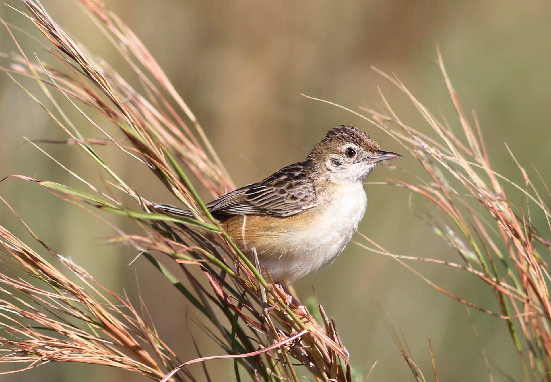 Fuinha-dos-juncos - Birdwatching