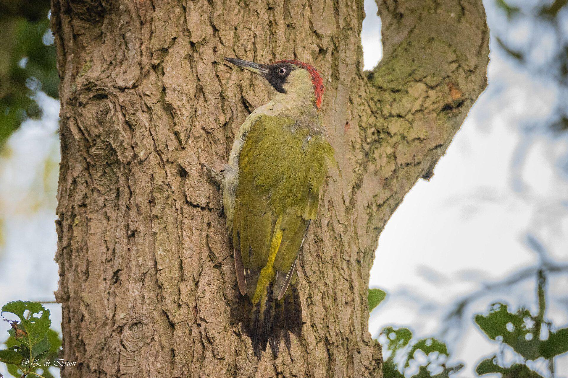 Peto-real - Birdwatching
