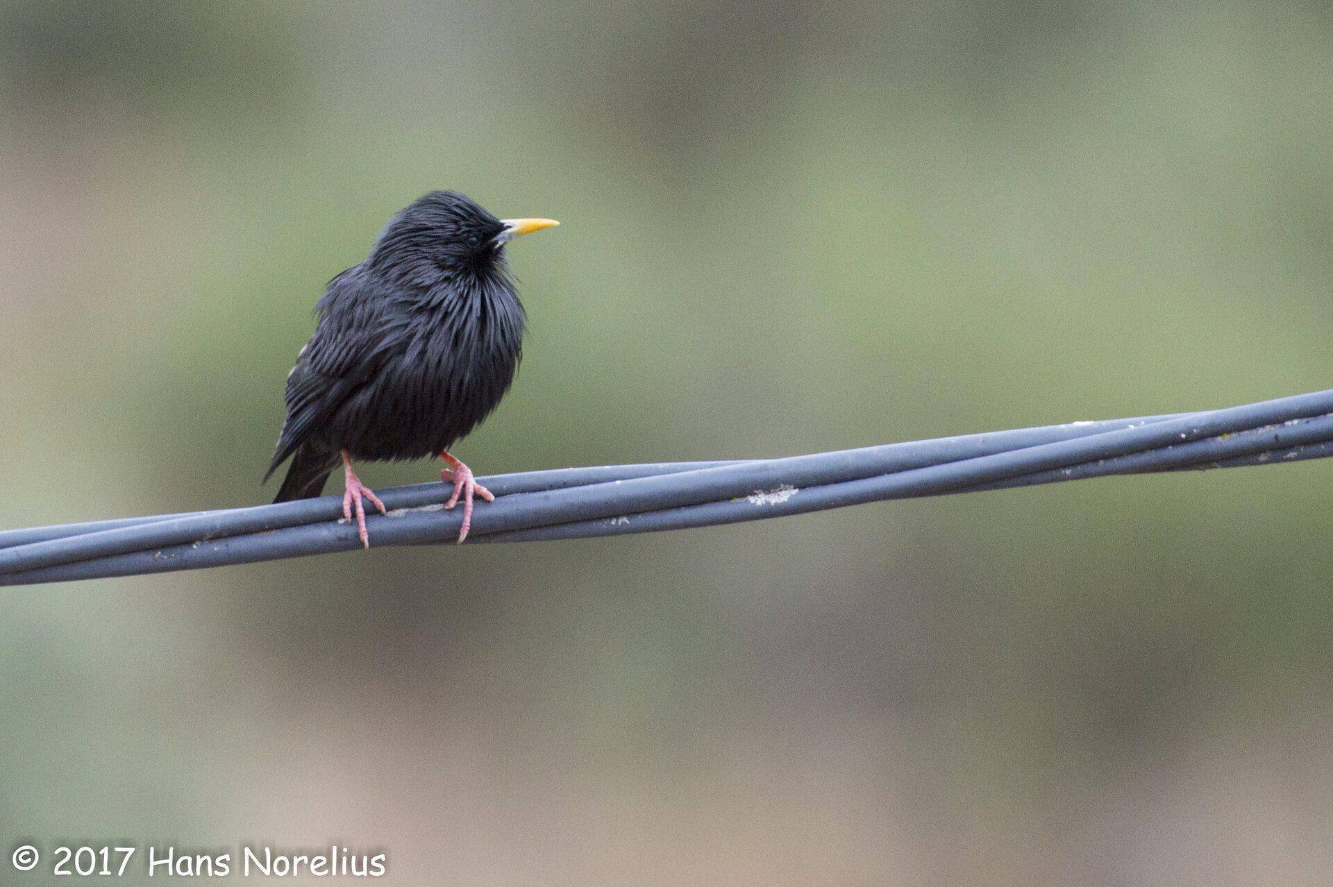 Estorninho-preto - Birdwatching