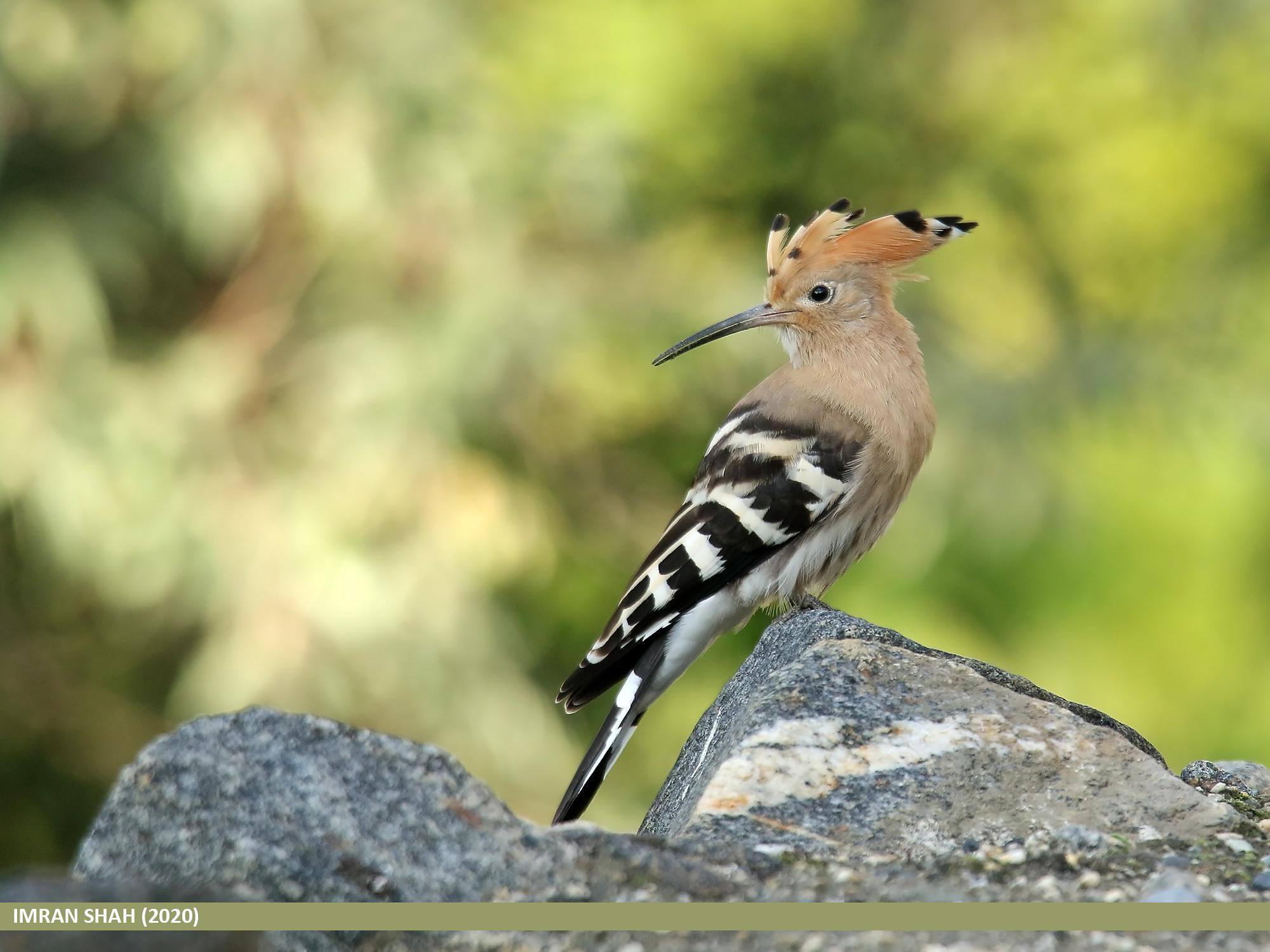 Poupa - Birdwatching